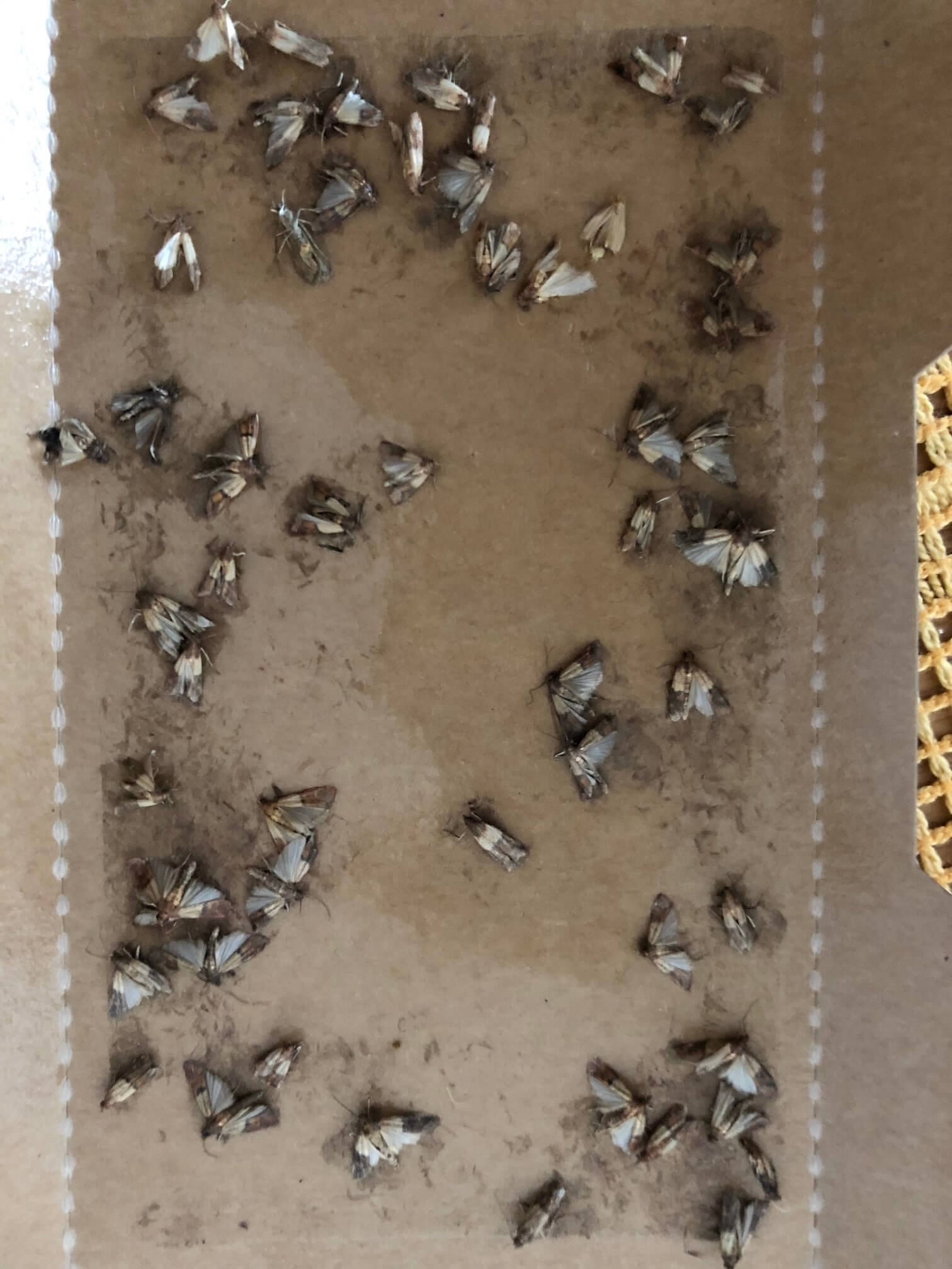 Pestmatic Pantry moth traps for kitchen x8- ThePestmatic.com